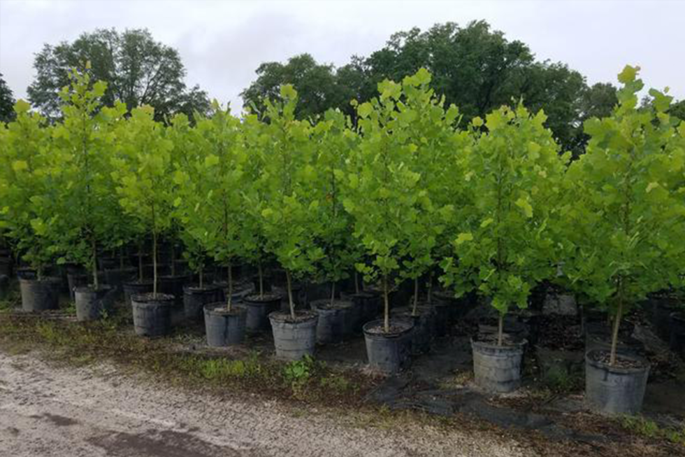 Home - Central Florida Lands & Timber Nursery, L.L.C.