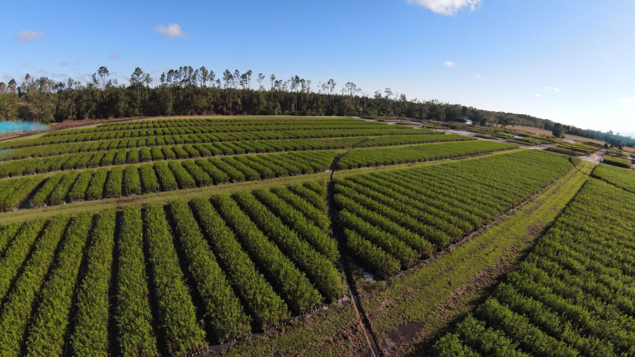 Home - Central Florida Lands & Timber Nursery, L.L.C.