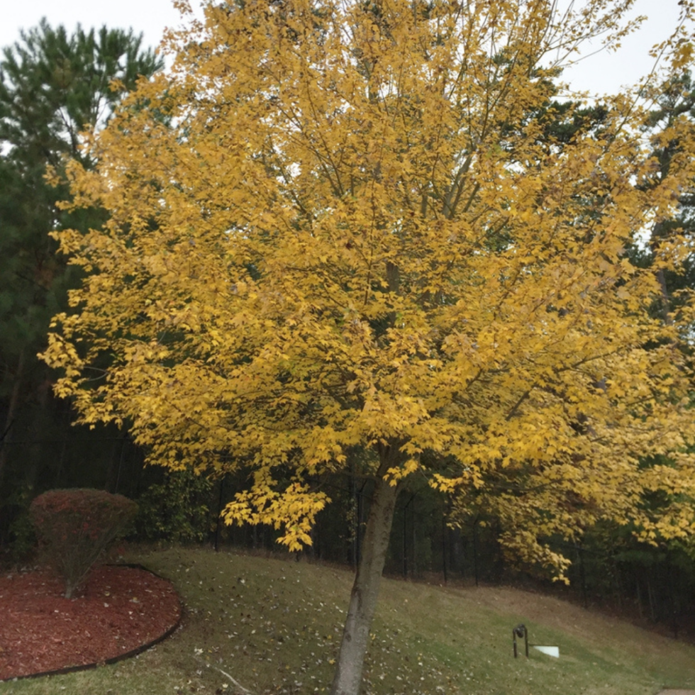 Red Maple - Central Florida Lands & Timber Nursery, L.L.C.