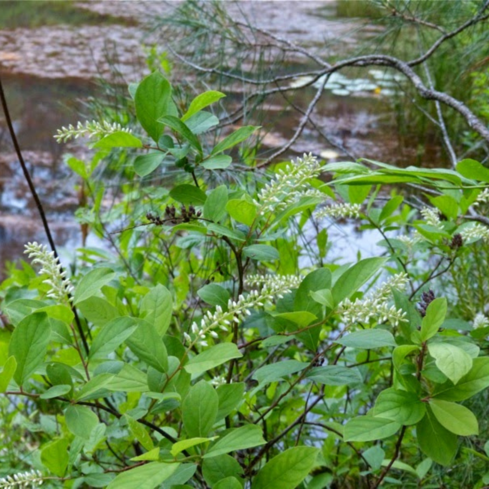 Virginia Willow - CFL&T Nursery