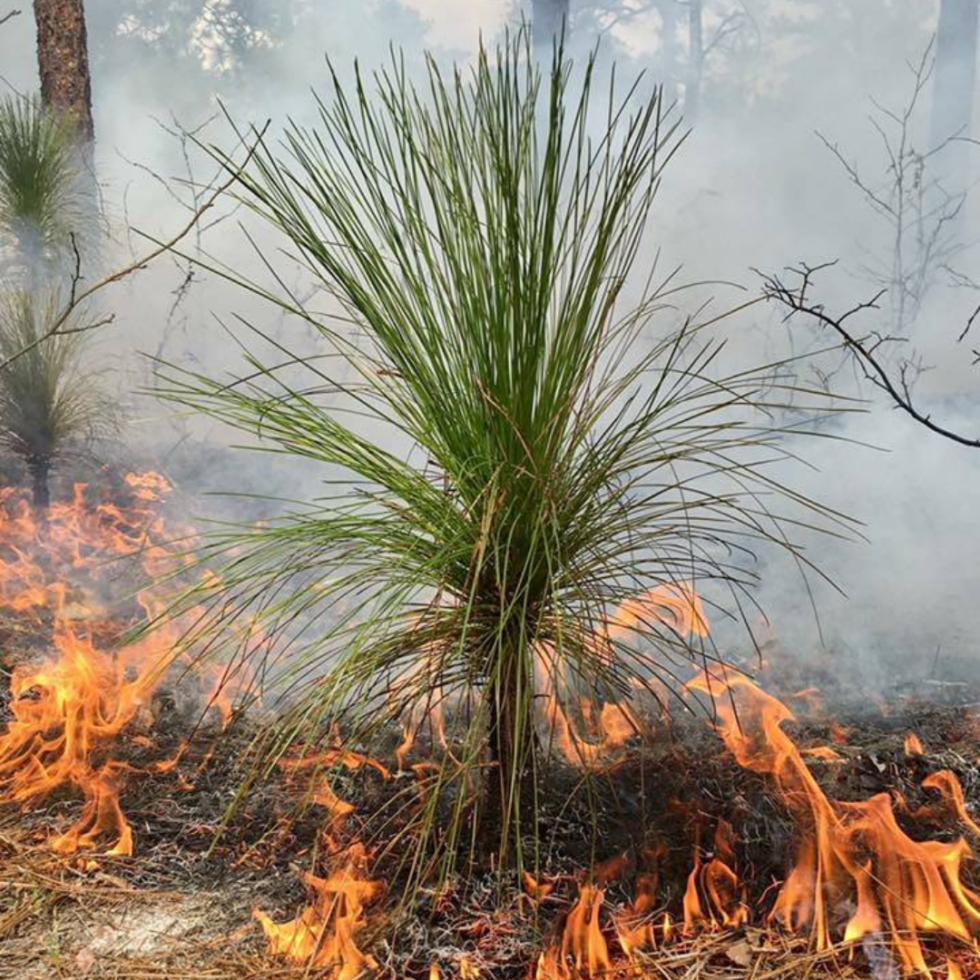Longleaf Pine - CFL&T Nursery