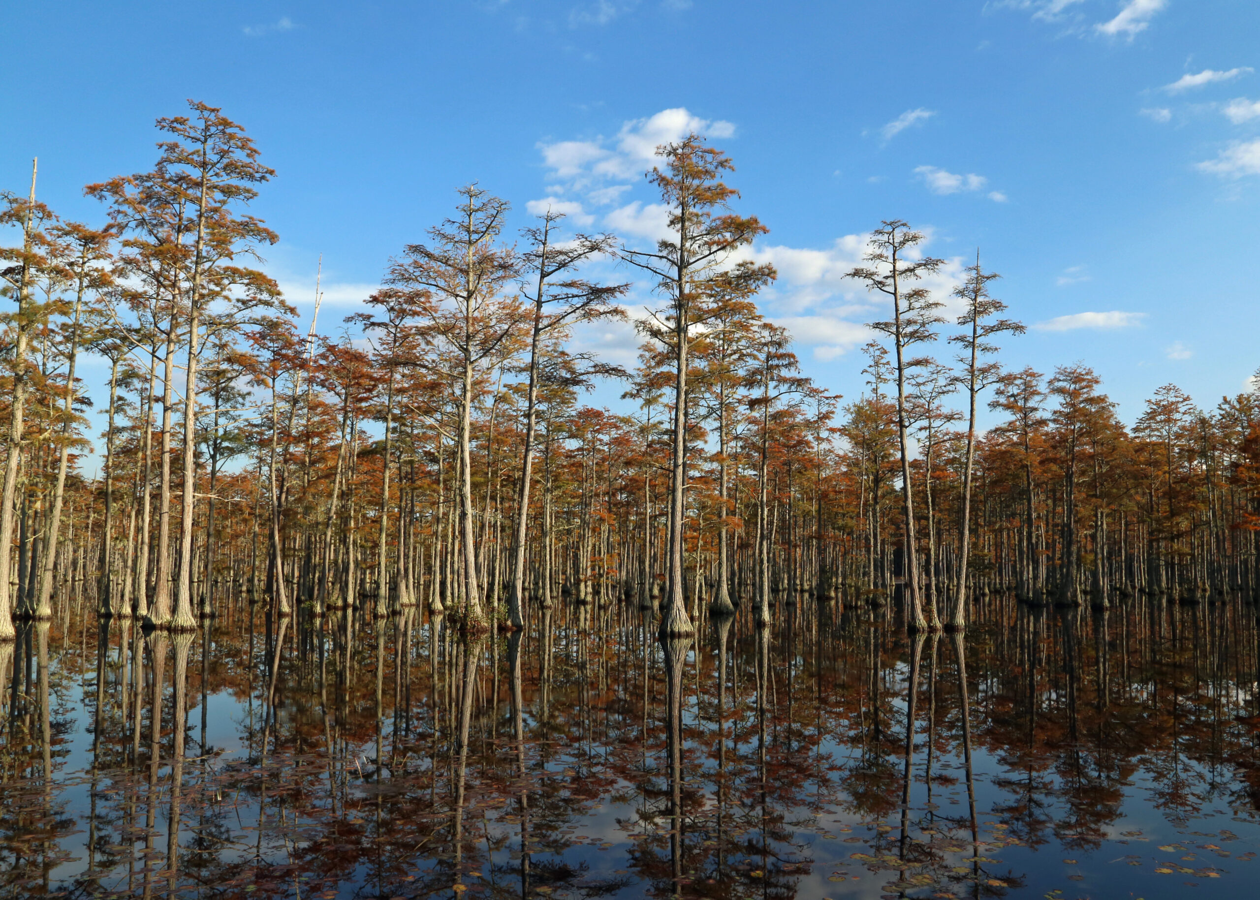 Wholesale Pond Cypress Florida - CFL&T Nursery