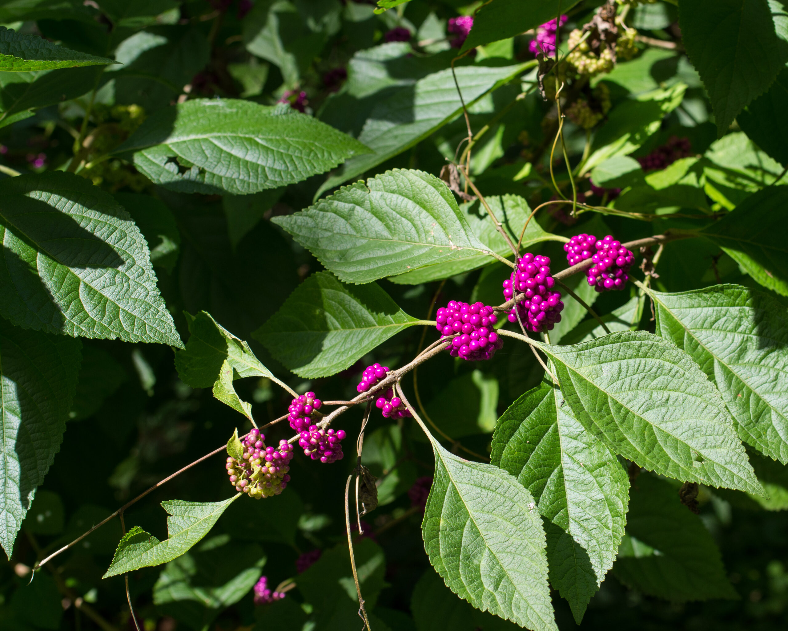 Florida Wholesale Beautyberry - CFL&T Nursery