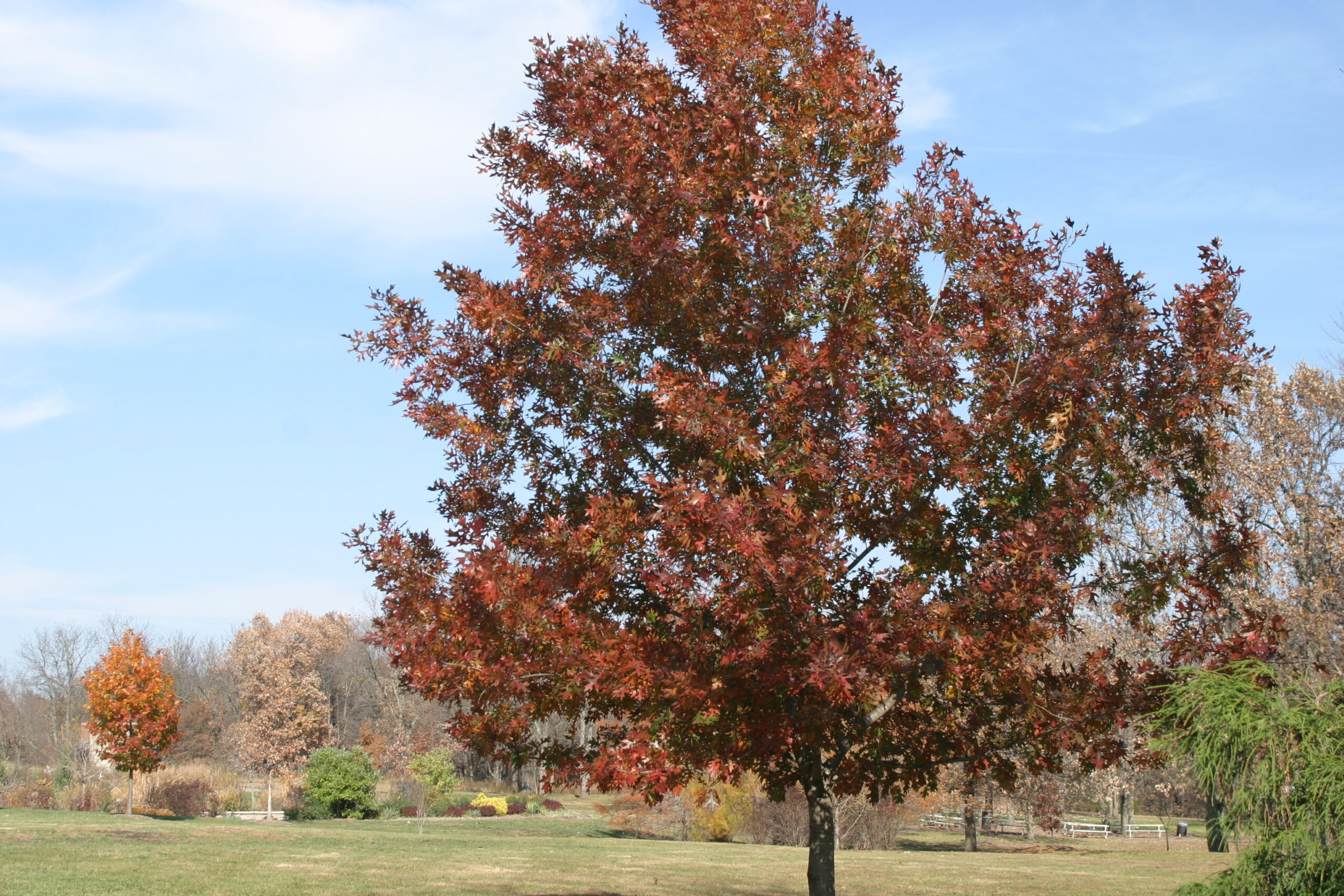 Florida Wholesale Shumard Oak - CFL&T Nursery