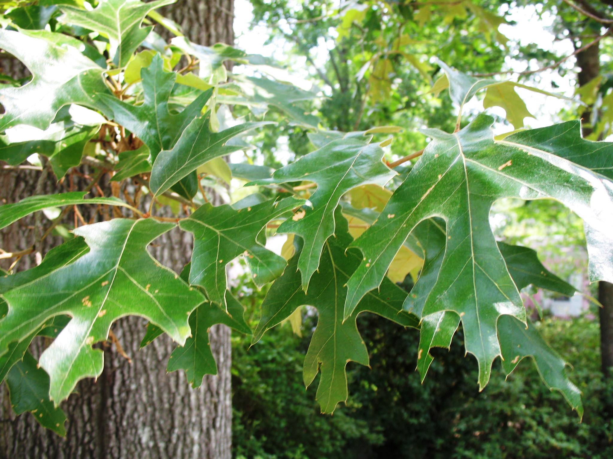 Wholesale Cherrybark Red Oak - CFL&T Nursery