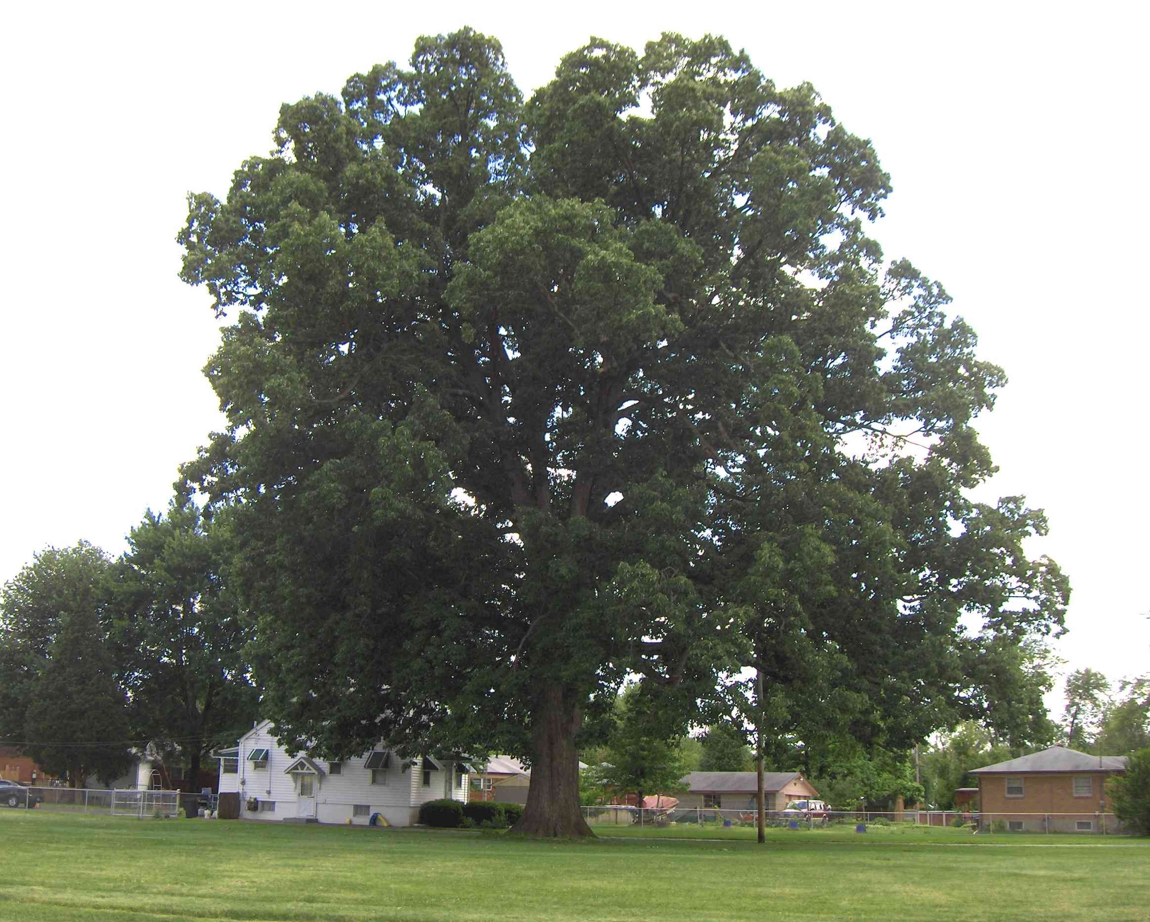 Wholesale Swamp Chestnut Oak - CFL&T Nursery