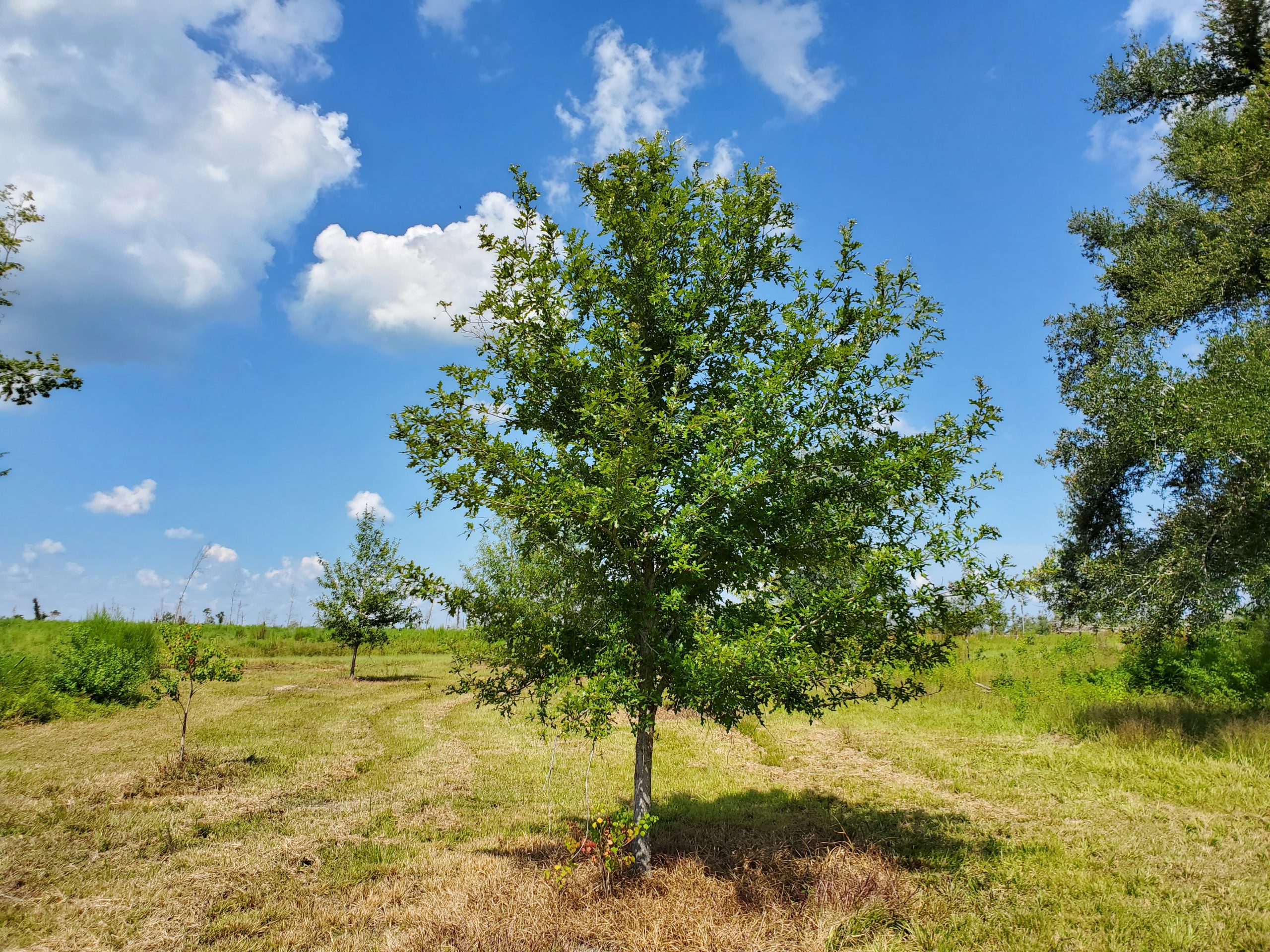 Products/Availability - CFL&T Nursery - Native Trees