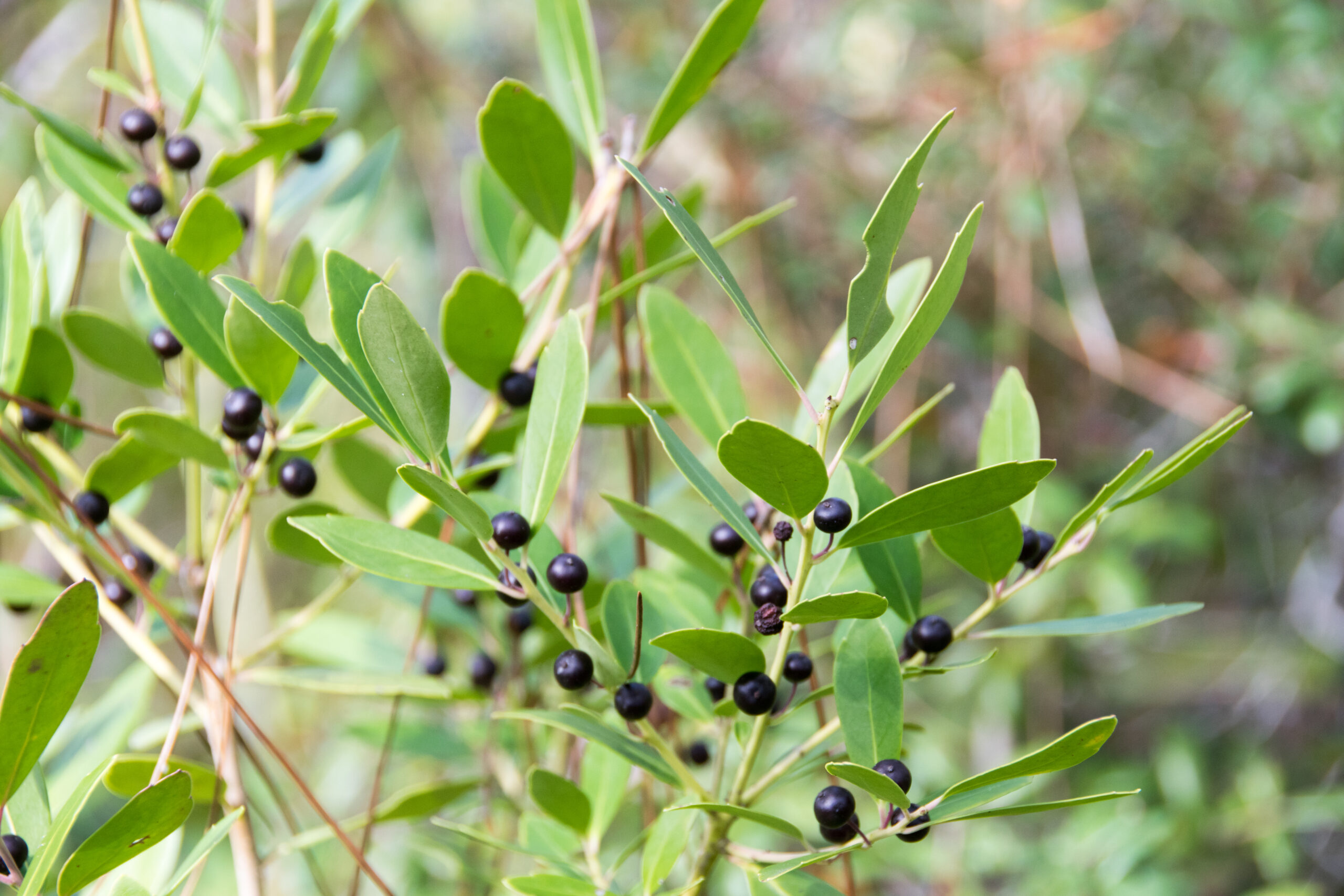 Wholesale Gallberry / Inkberry - CFL&T Nursery Florida